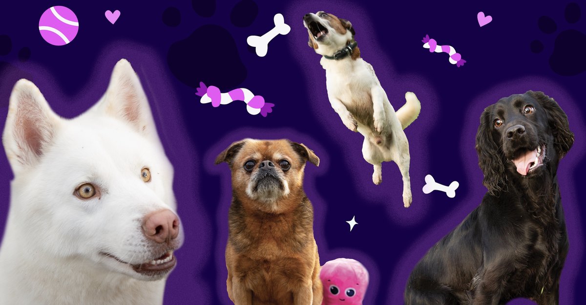 Adorable and Adoptable: meet the stars of our 2025 Dog Calendar ...